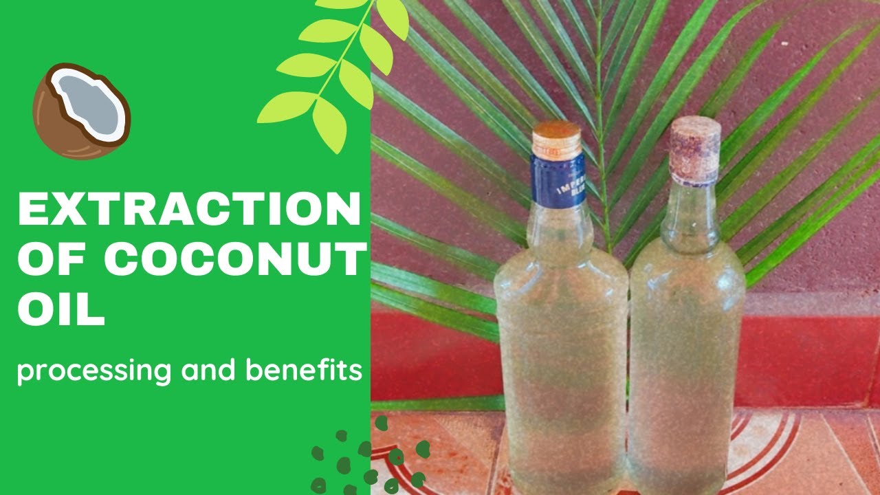 Extraction Of Coconut oil🥥 | Processing And Storage | GOA 🏝| BY ...