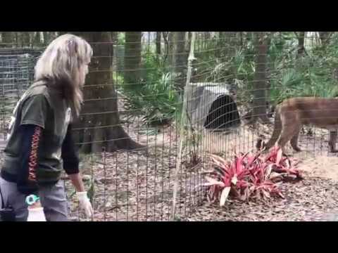 Wildcat Walkabout at Big Cat Rescue Jan 15 2017