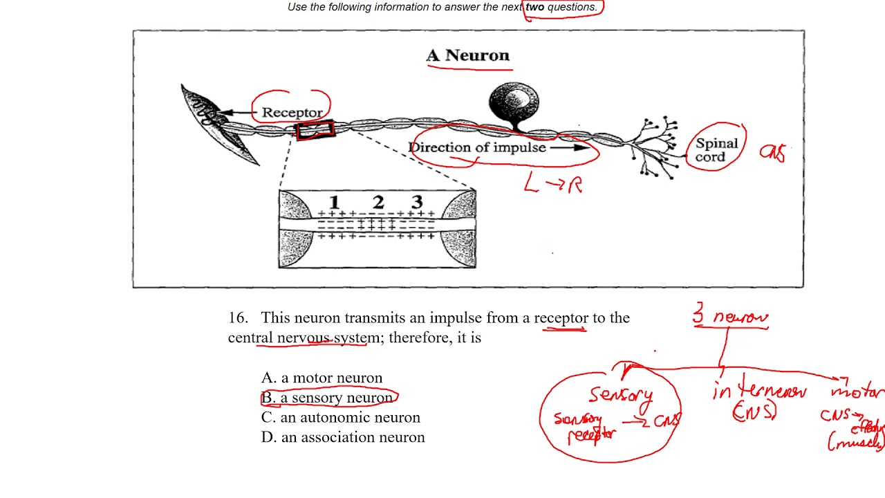 Direction of Nerve Impulse Biology 30 Diploma Practice Question - YouTube