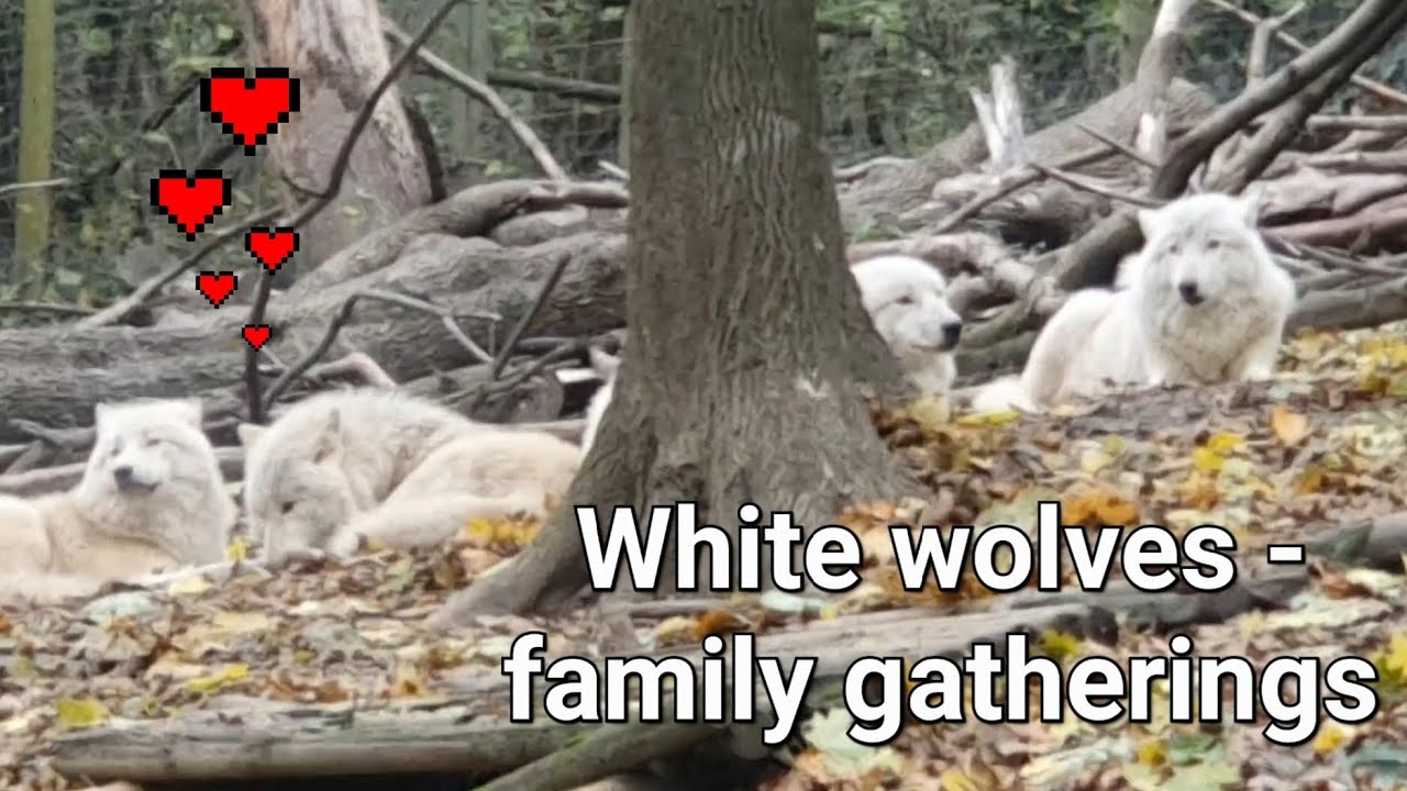 White WOLVES - Family gatherings - YouTube