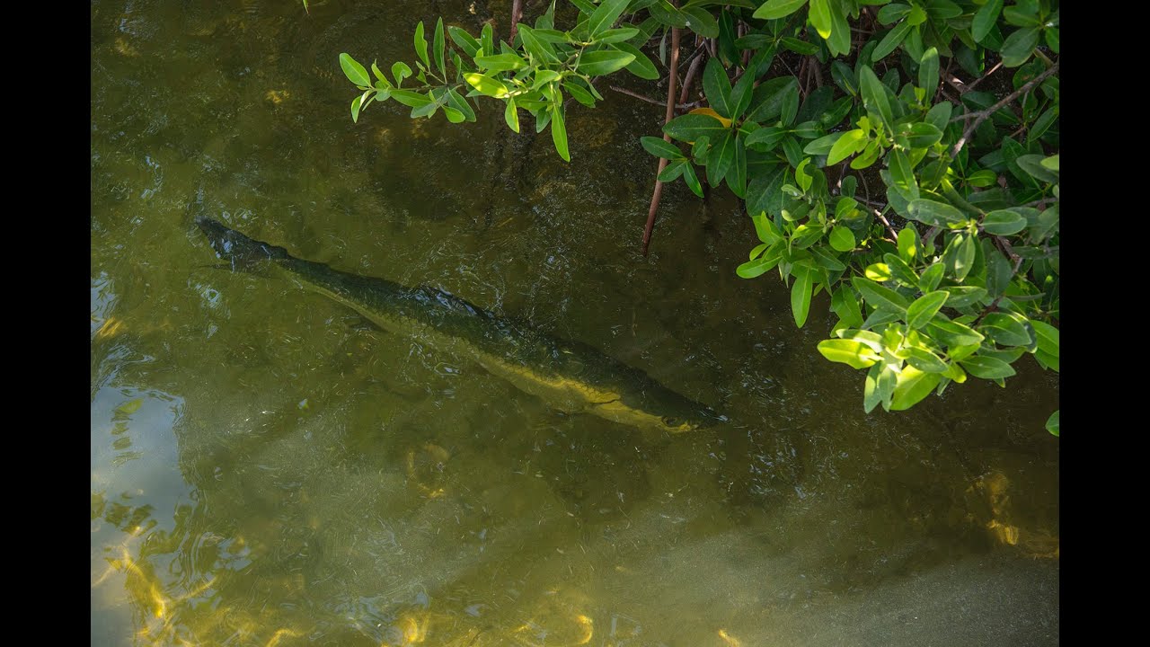BONEFISH AND BABY TARPON - Islamorada Action with Saltwater Experience ...
