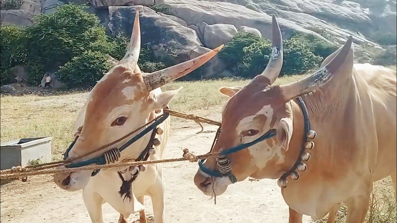 Super active Yarrakulam Khilari mixed bull's video | Oxe's price farmer ...