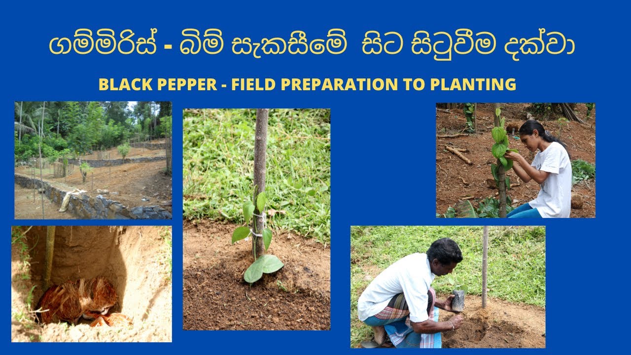 Black pepper - field preparation to planting - YouTube
