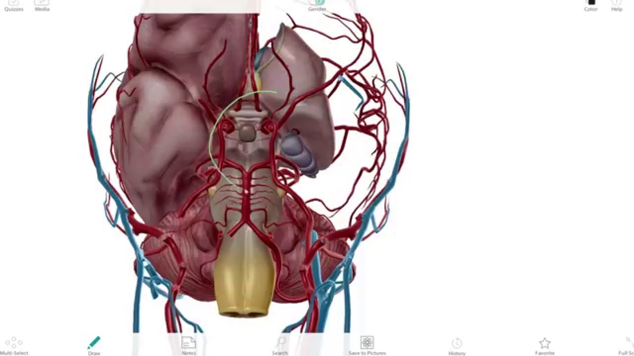 Neuroanatomia 3D #1 - Polígono de Willis (MedUp) - YouTube
