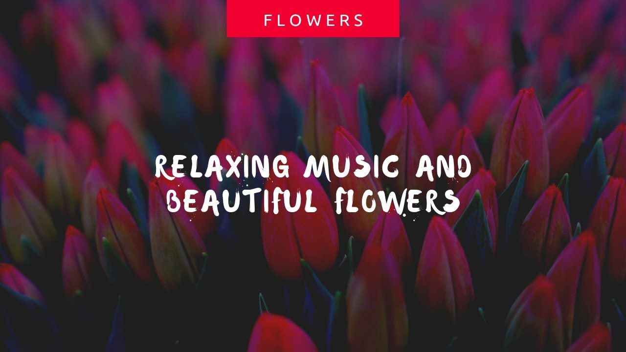 Ep 26 | Beautiful flowers, happy music, study music and melodious ...