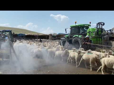 Koyunlarda Bite Pireye Keneye Son!