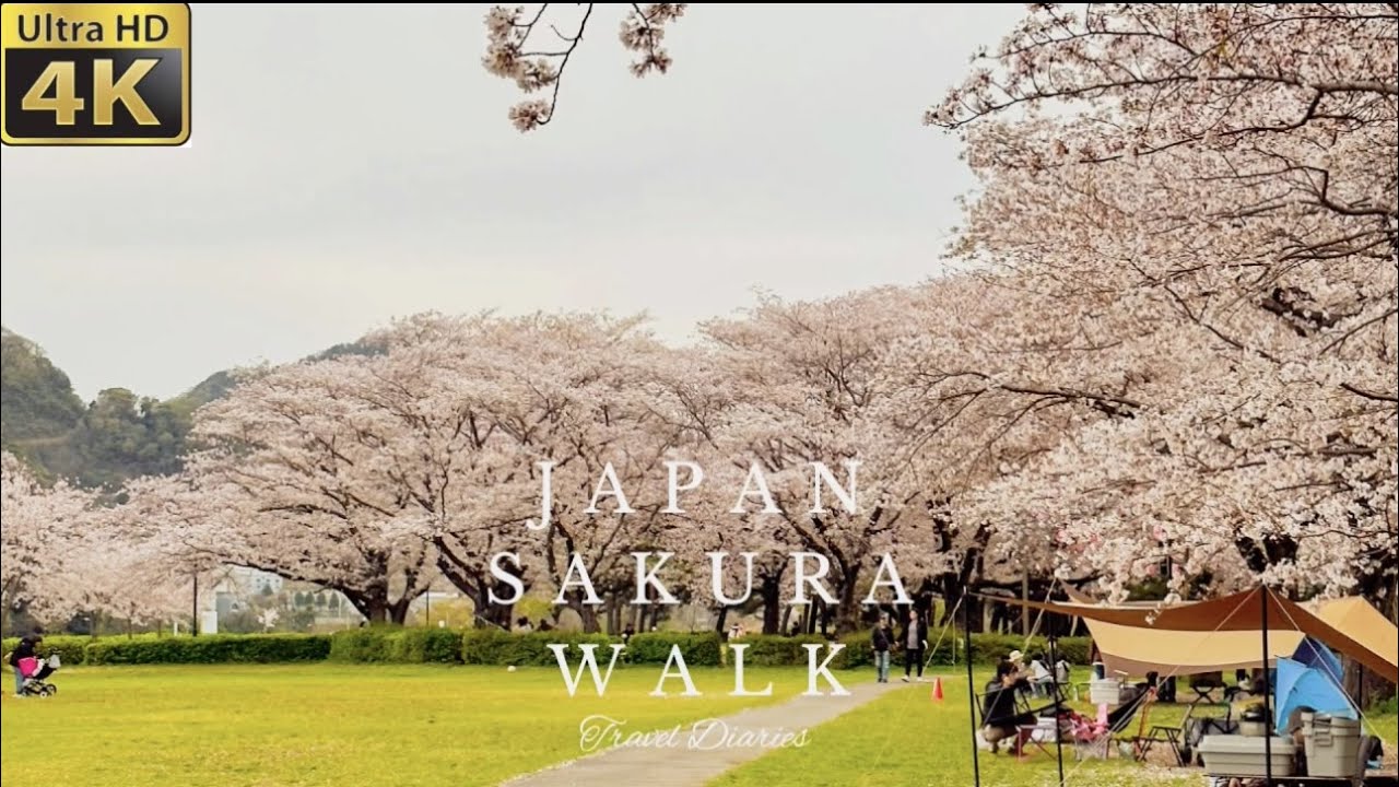 【4K】SAKURA SEASON IN JAPAN 🌸 | Relaxing Riverside Cherry Blossom Walk ...