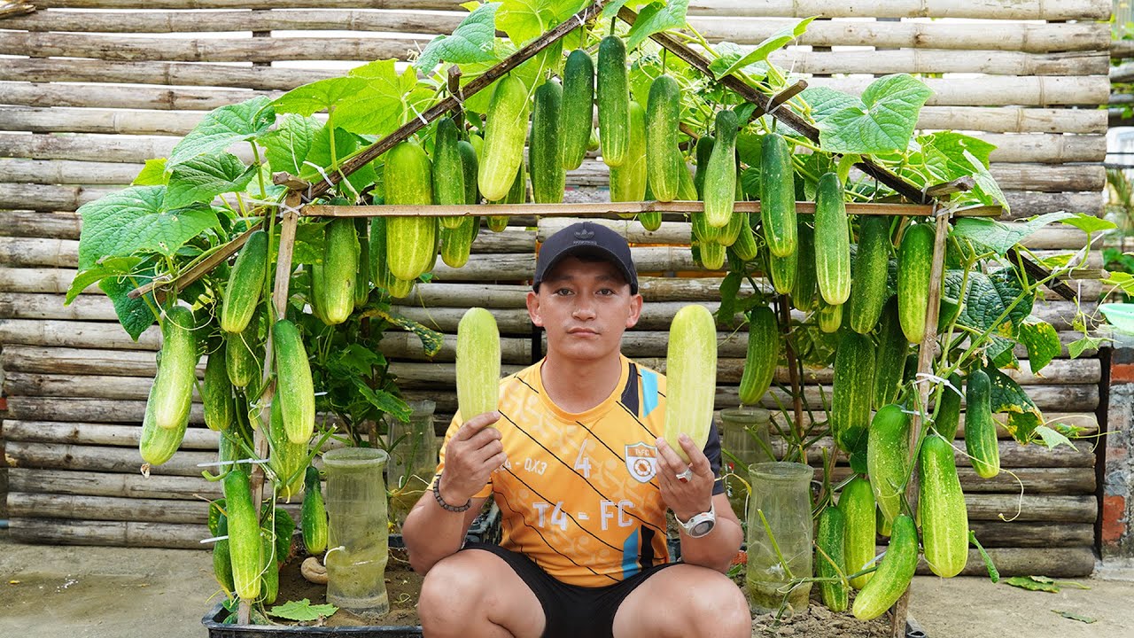How To Grow GIANT Cucumbers Easily And Harvest TONS Of Fruit - YouTube