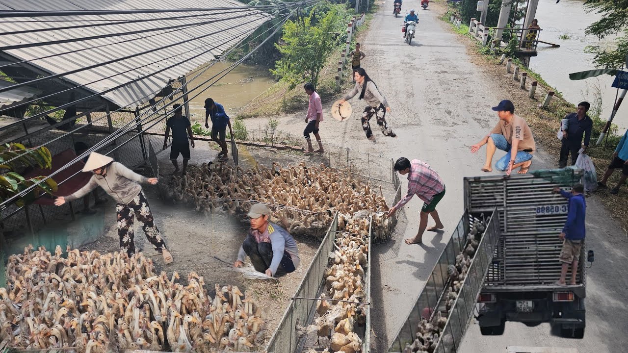 How to Transport 3000 Ducks onto a Truck - YouTube