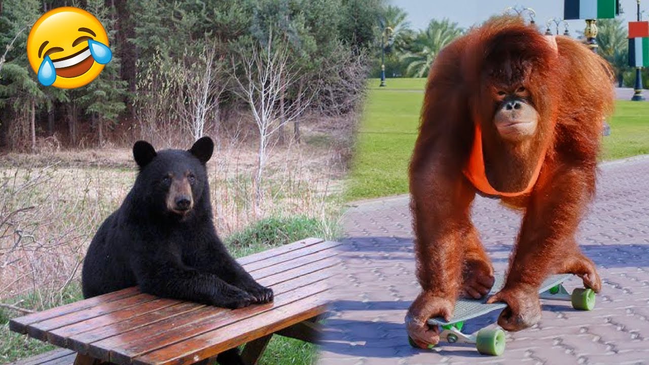 Funny Animals Acting Like Humans - YouTube