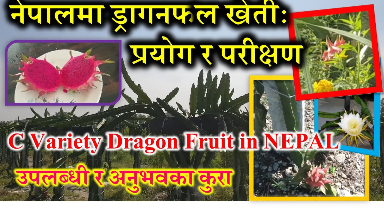 नेपालमा ड्रागनफल खेतीः प्रयोग र परिक्षण, उपलब्धी र अनुभवका कुरा || C ...