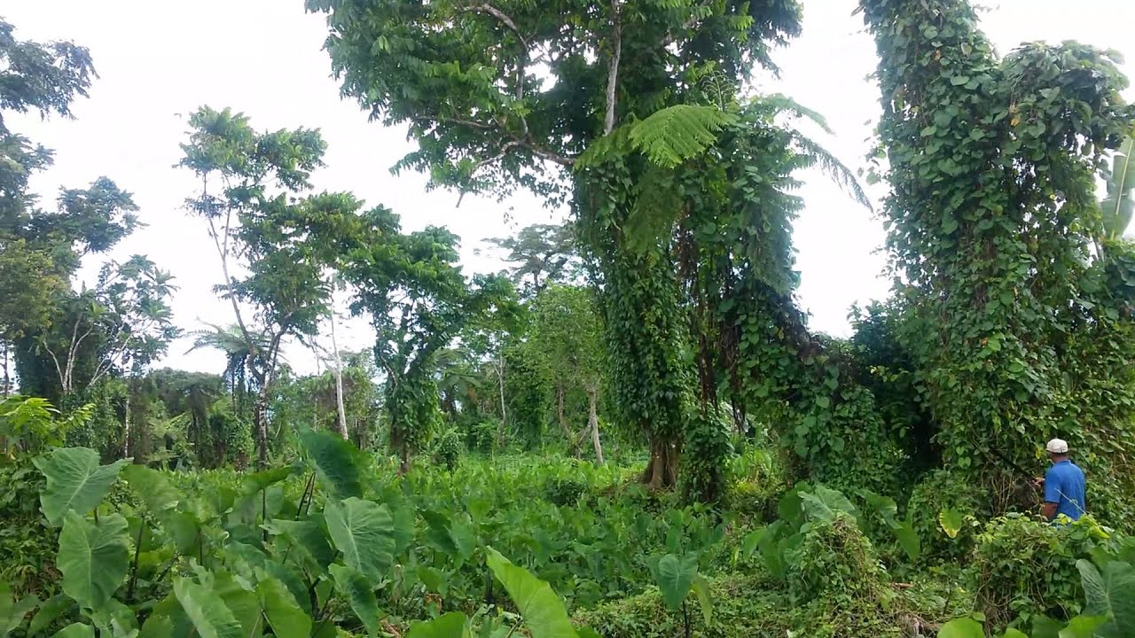 Sogimaletavai/Lopa'u Saleapaga Samoa 2014 - YouTube