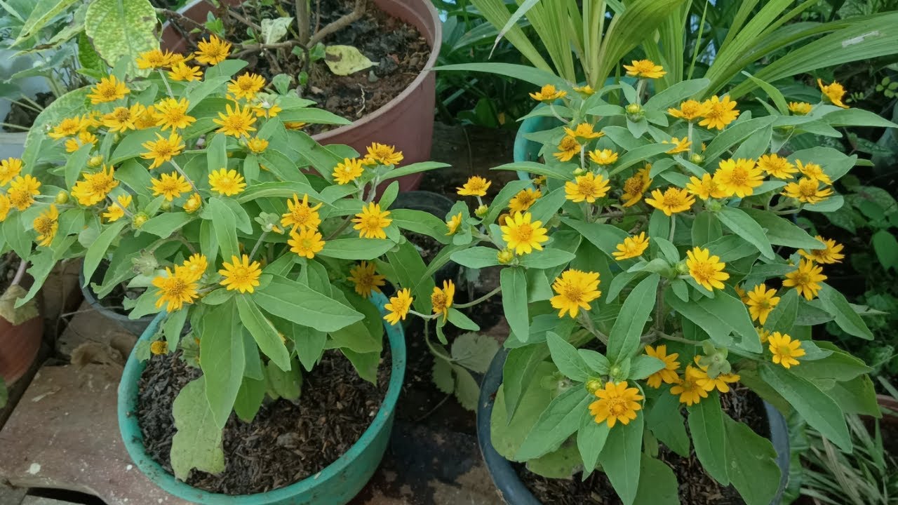 Memperbanyak Bunga Matahari Kecil/Colgate/Butter Daisy - YouTube