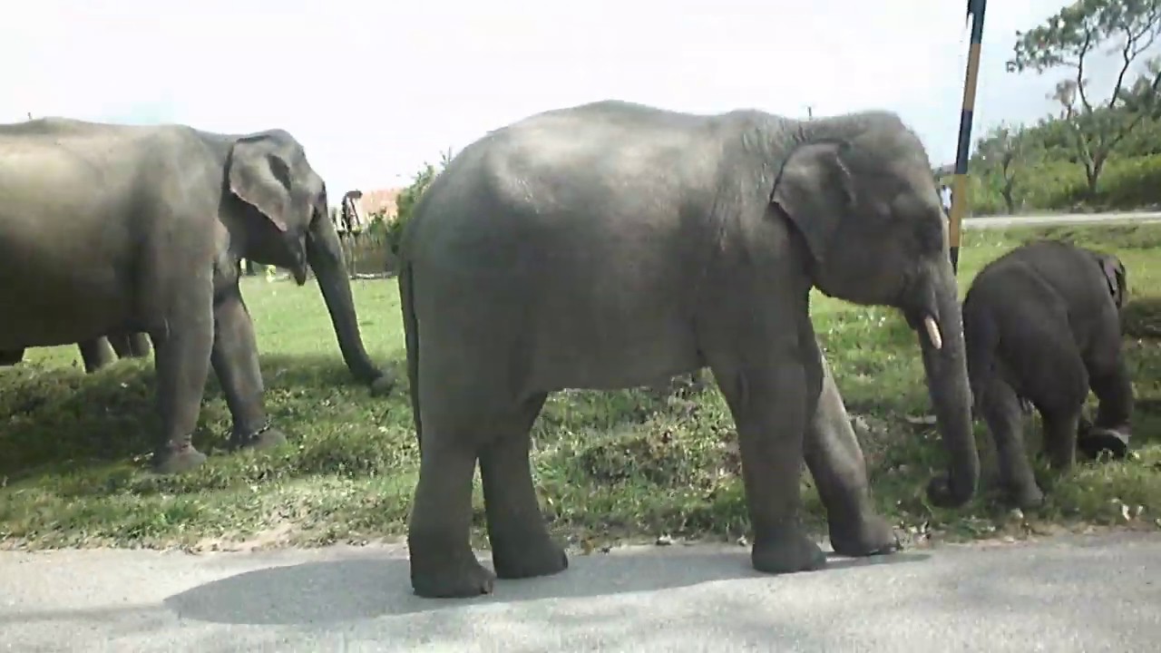 Elephant spotted - YouTube