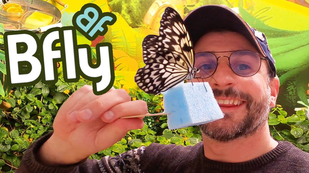 Magic of BFly: A Captivating Butterfly Aviary in Quebec - YouTube
