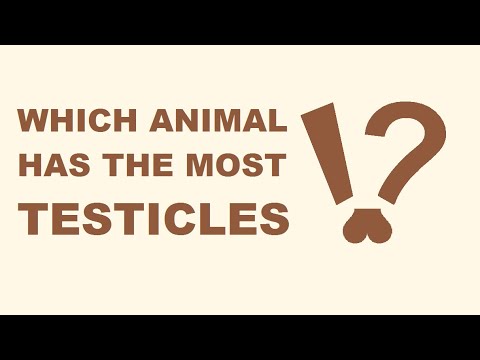 Which animal has the most testicles!? - How?Fascinating! ep.37 - YouTube