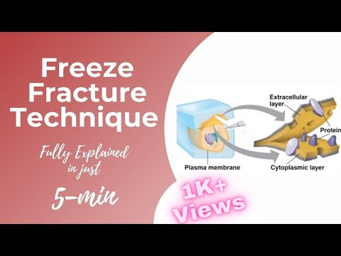 Freeze Fracture Technique |Transmission Electron Microscope| NET, GATE ...