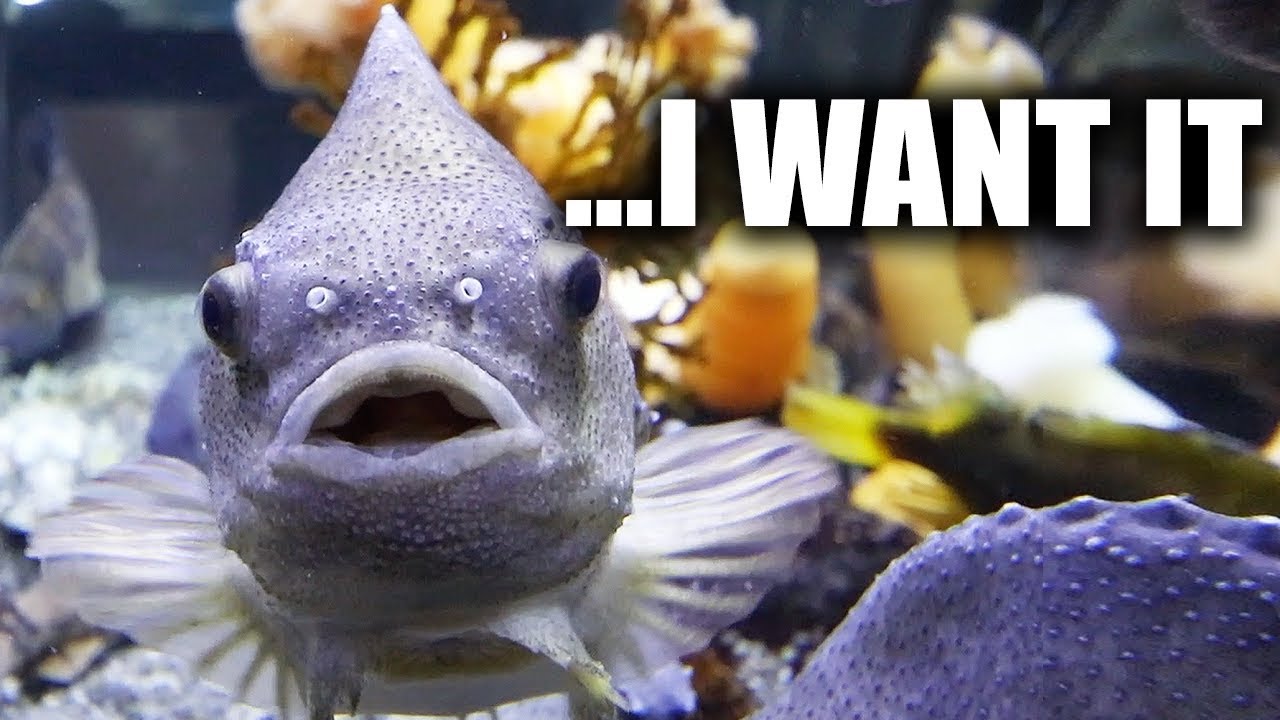 I WANT ALL THESE FISH FOR MY AQUARIUMS! LOL! - YouTube