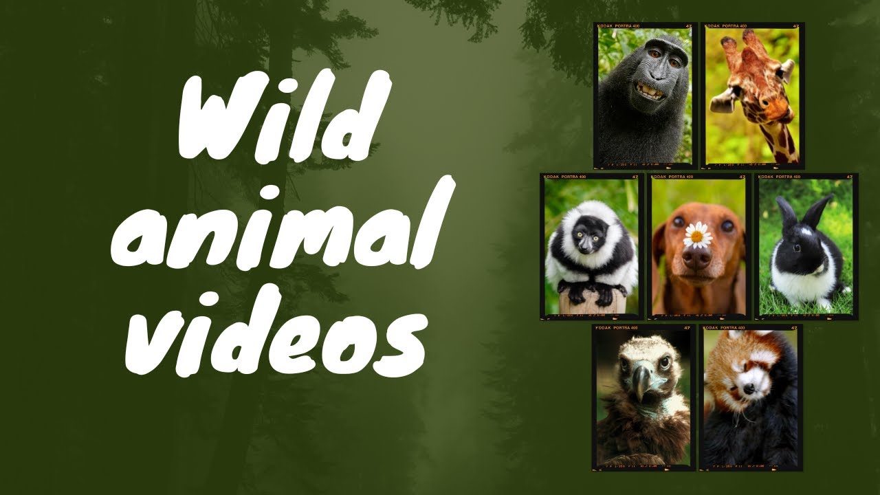 funnyanimalsvn-film de relaxation 4k baby animals - YouTube