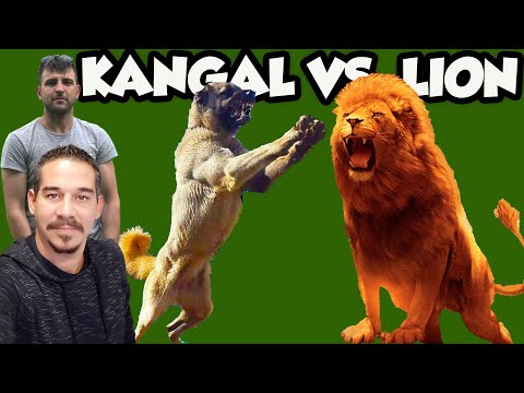 KANGAL ASLAN KARŞILAŞMASI @birolbasyigit @semihodabass