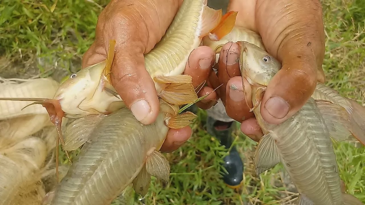 Pescaria de Cascudo - YouTube