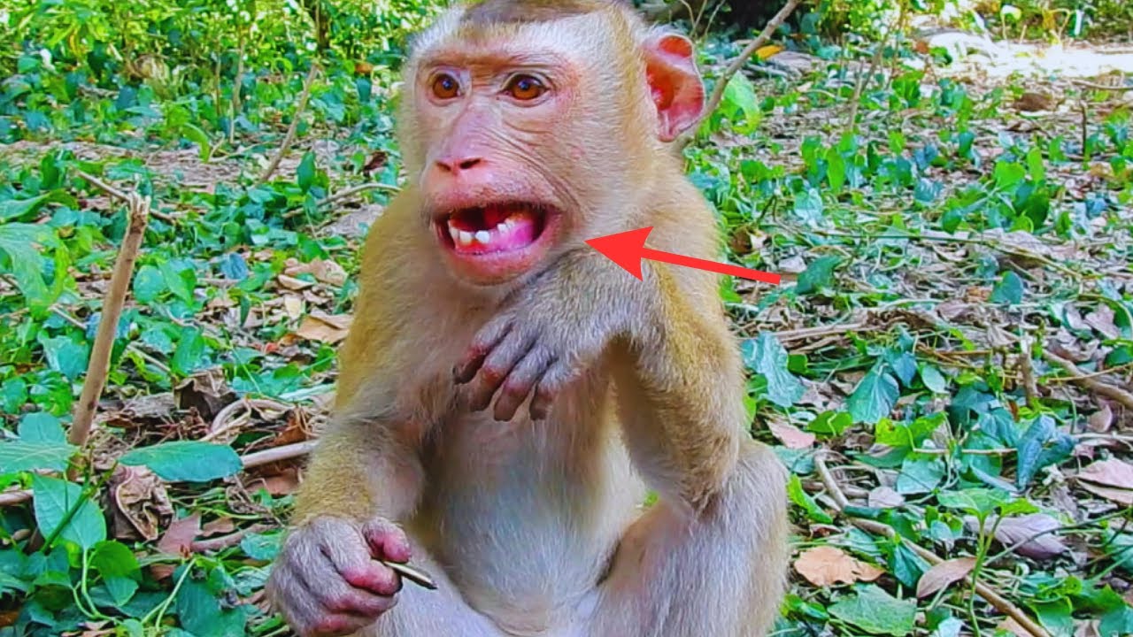 Oh, Adorable monkey Rojo sits, waiting me to feed him - YouTube