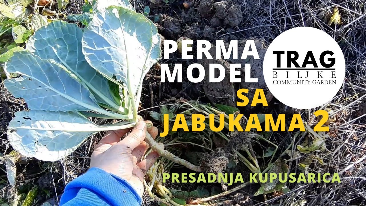 OPALE JABUKE - PERMA MODEL 8 (2021) [TRAG BILJKE] - YouTube