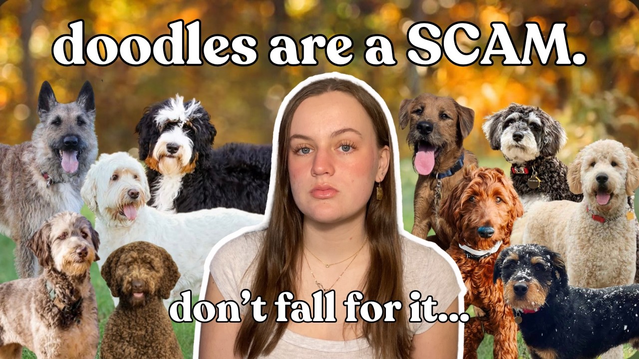The Doodle Problem | Was Your Dog Unethically Bred? - YouTube
