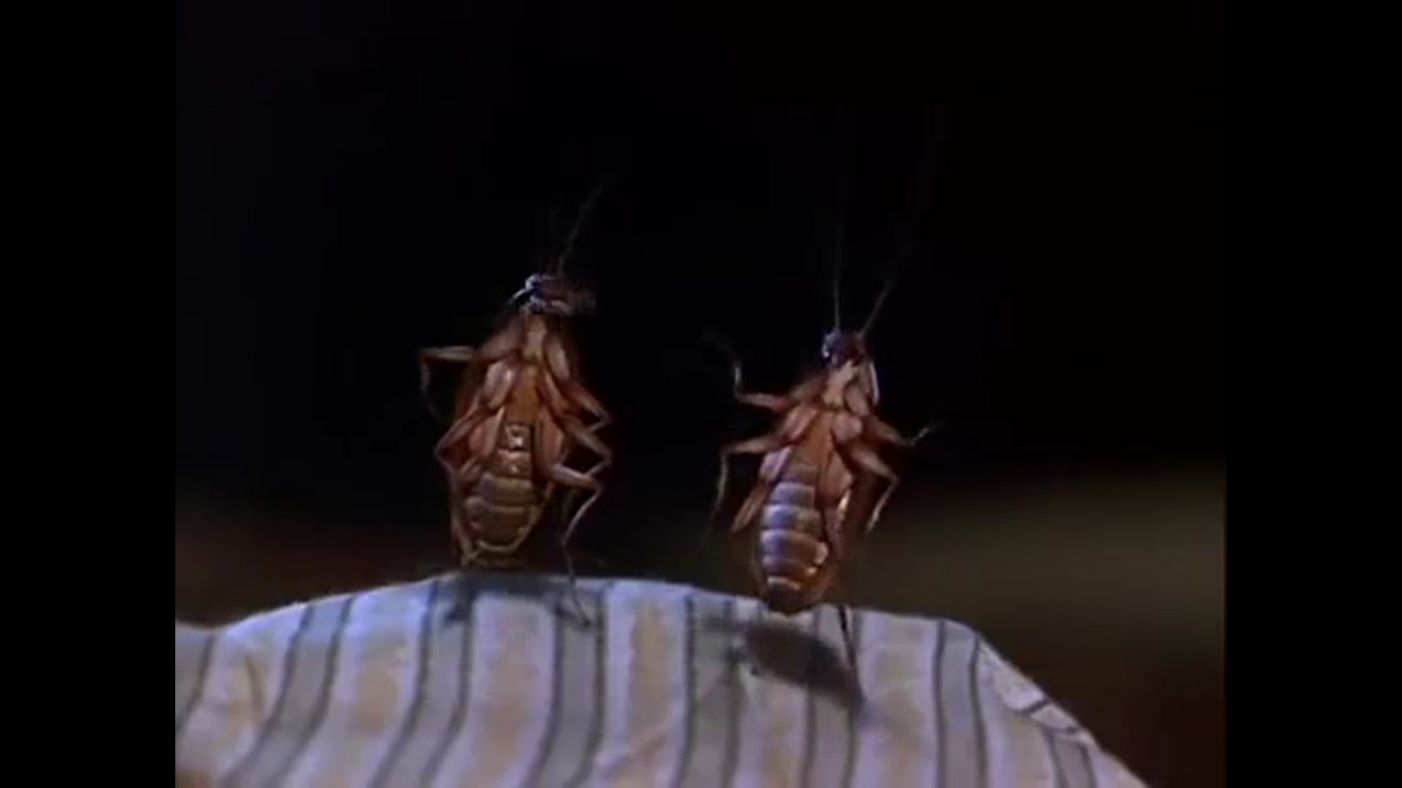 Joe's Apartment scene - Joe's letter. Cockroach back rub - YouTube