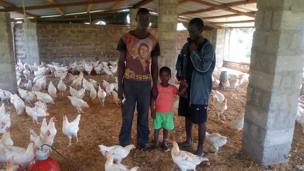 Résumé de la semaines Aviculteur poules pondeuses du dimanche 26 ...