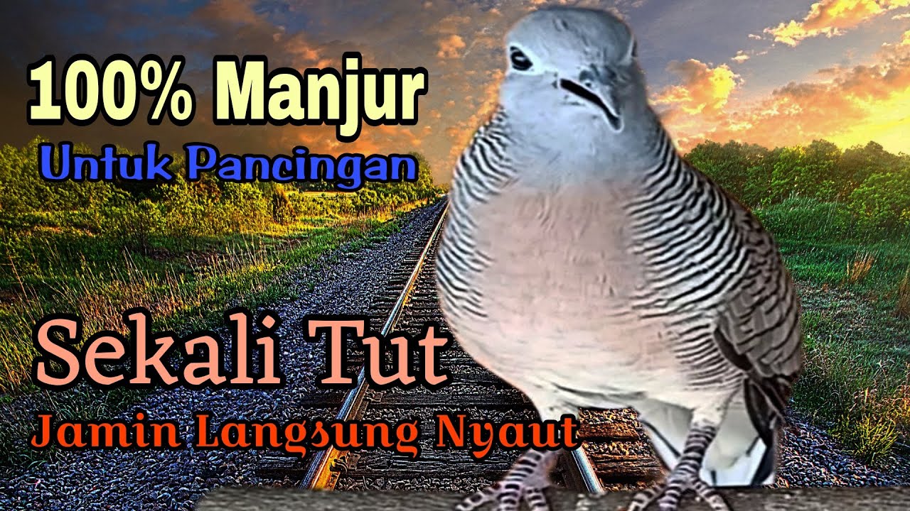 Perkutut Lokal Gacor // Pancingan Manjur 100% Sekali Putar Auto Bikin ...