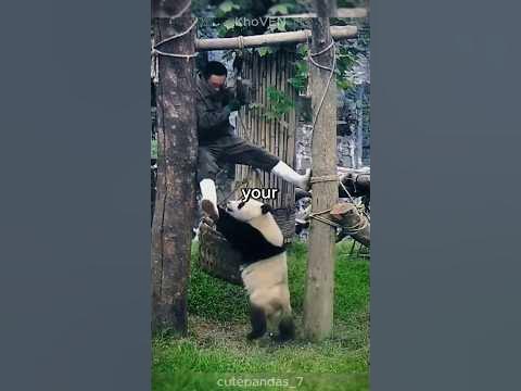 This is what it's like to be a Panda Nanny 😇 #shorts - YouTube
