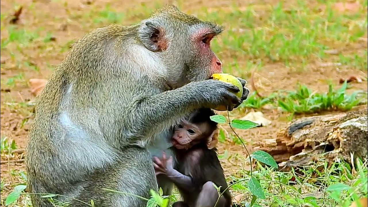 Yummy all, old Mommy Monkey eats mango so yummy while Baby Monkey yummy sucking. - YouTube