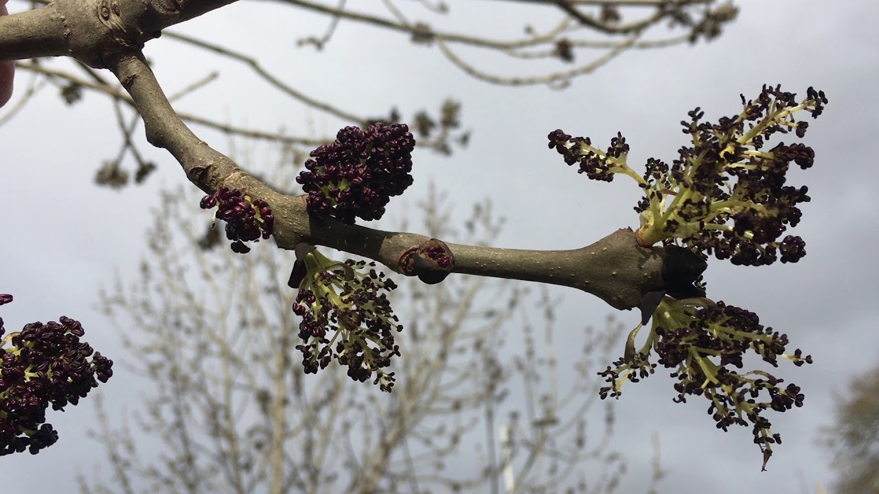 Common ash - twig & flowers - March 2020 - YouTube