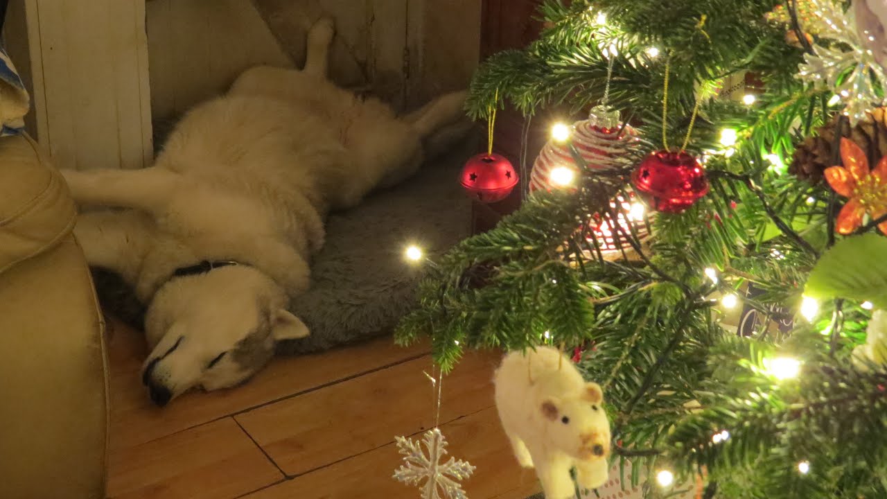 WAITING for SANTA ~ Nook's Christmas Eve .. - YouTube