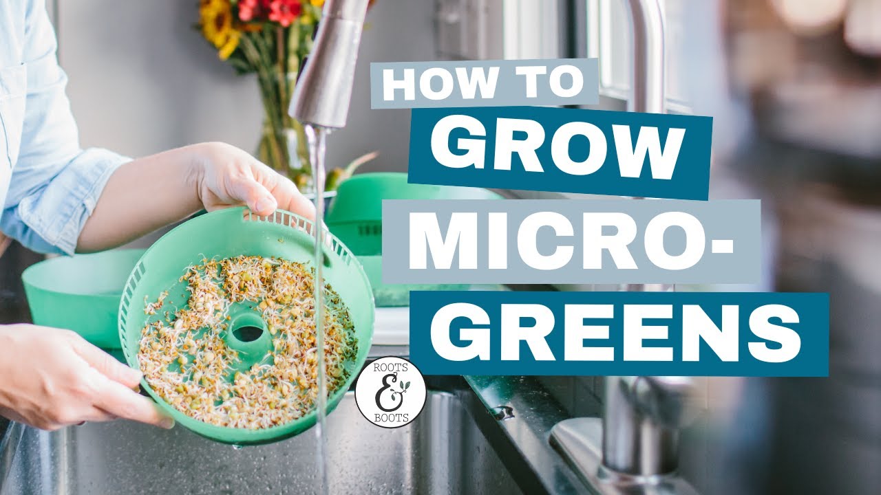How to Grow Fresh Microgreen Sprouts | Kitchen Growing - YouTube