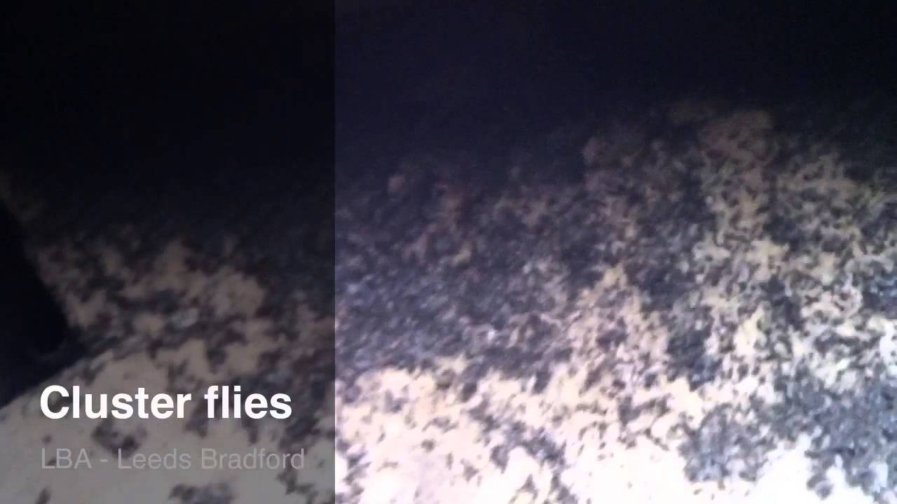 Cluster Flies - YouTube