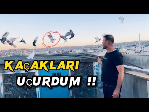 ARKA’TEPELİ KAÇAĞI UCURDUM!! Kuyruklarını yoldum kuşların