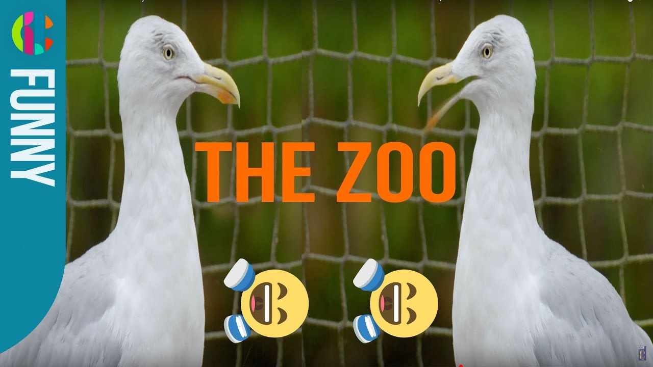 What happens at a seagull funeral...? | The Zoo - YouTube