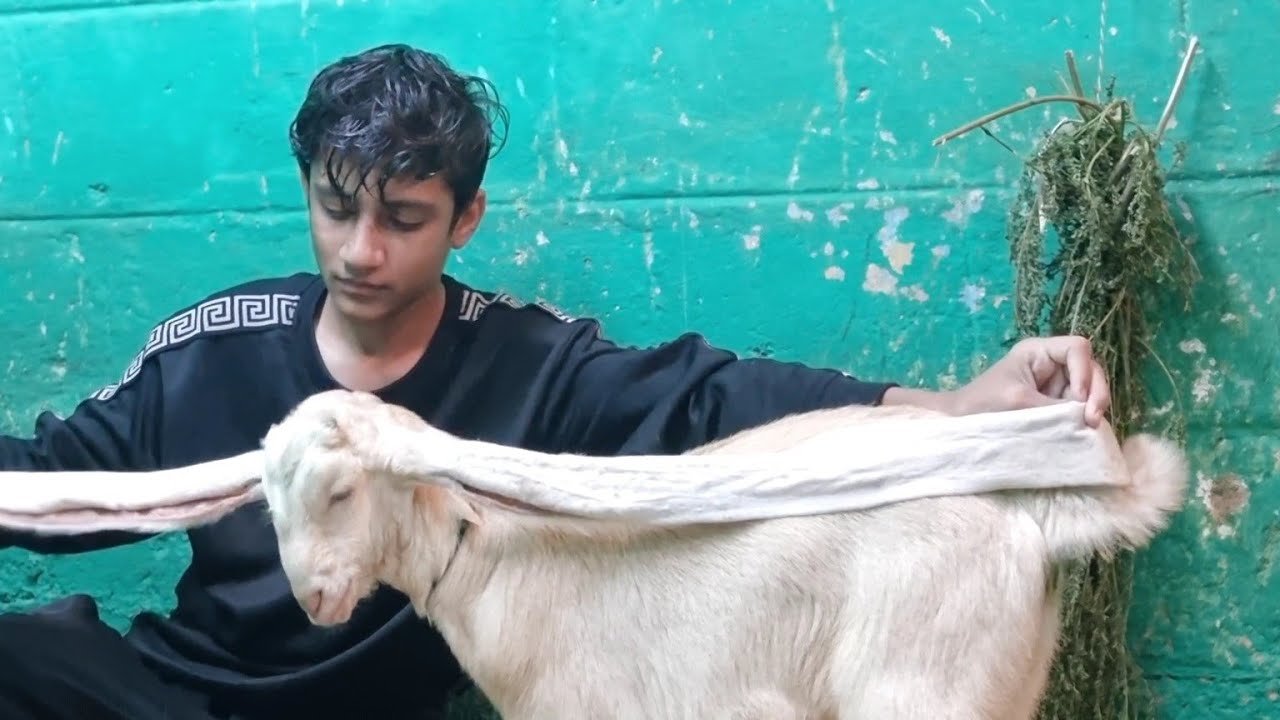 Simba Goat Got Injured | Narejo Goat Farm - YouTube
