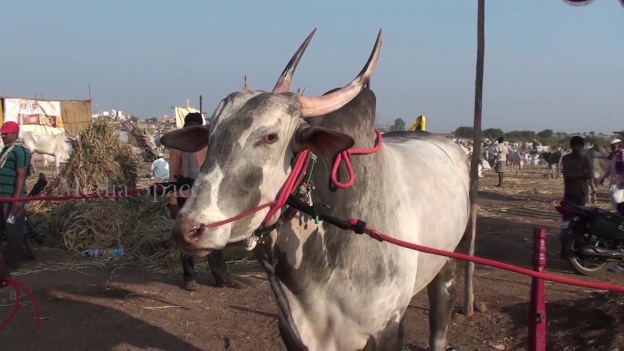 Char lakh for muscular khillar seed bull - YouTube