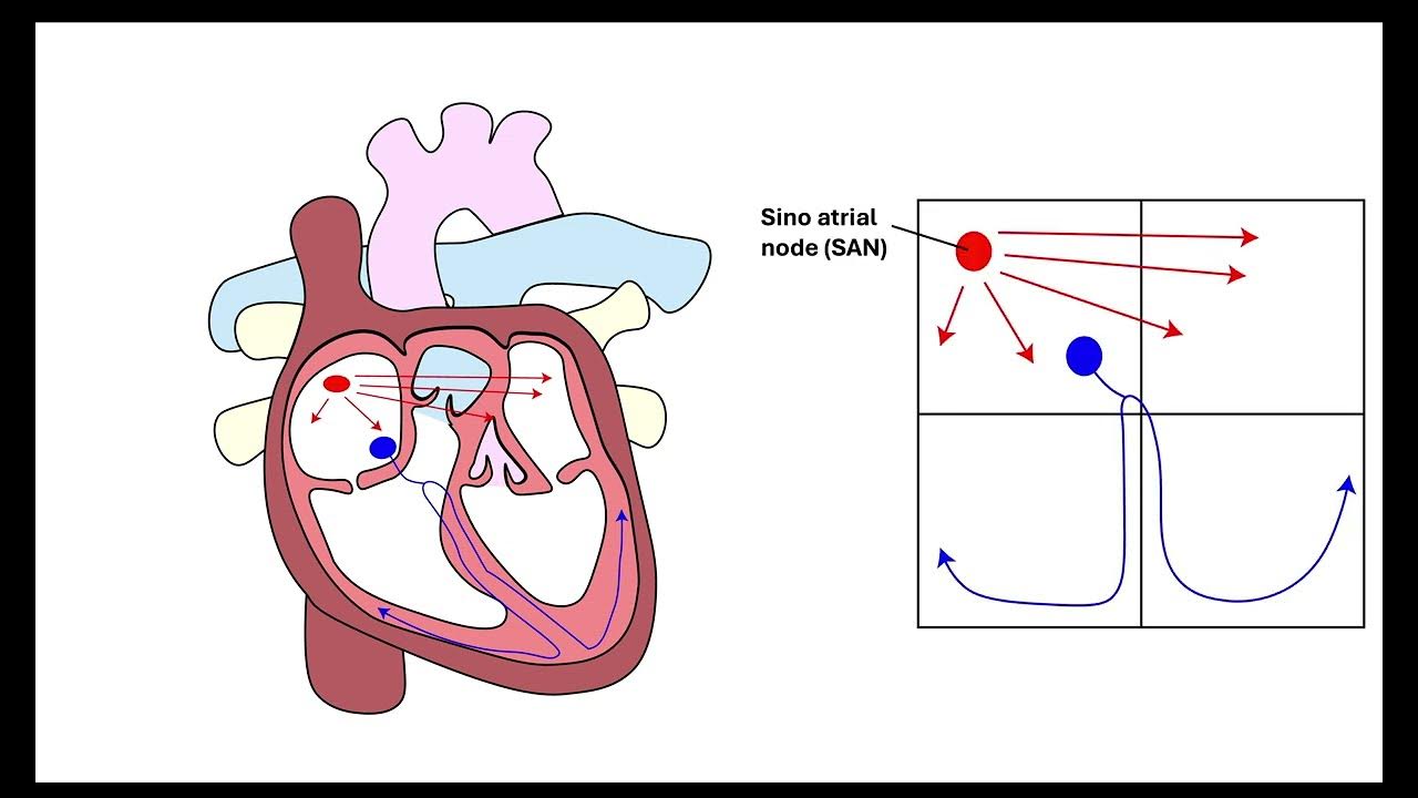 Cardiac cycle and ECG interpretation. OCR A A-Level Biology Revision - Module 3 Transport in ...