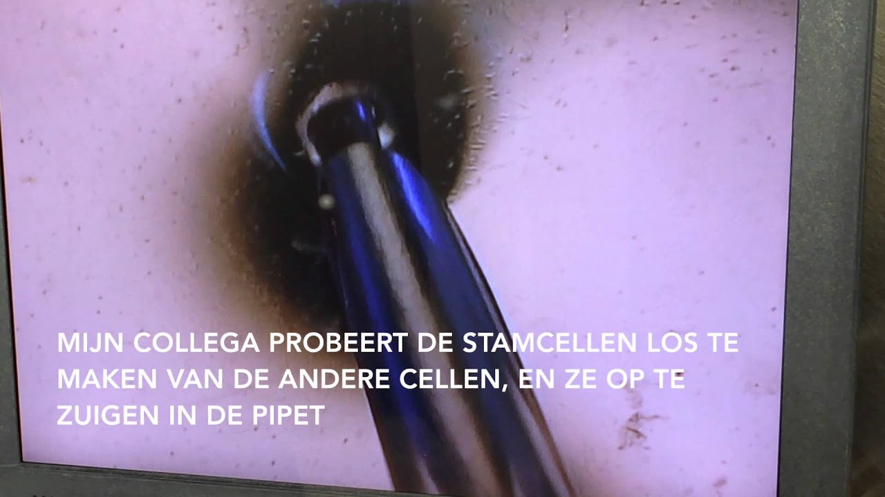 picking colonies - YouTube