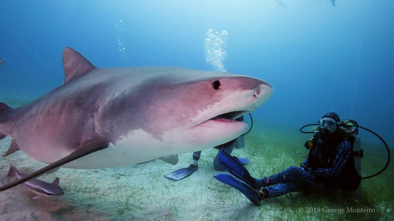 Mermaid Protector® & Tiger Shark - YouTube