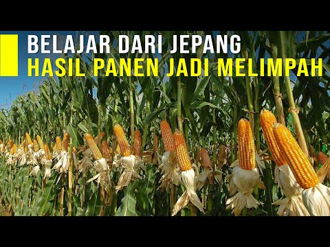 BELAJAR DARI JEPANG SUKSES TANAM JAGUNG HIBRIDA PERAWATAN MUDAH HASIL PANEN MELIMPAH