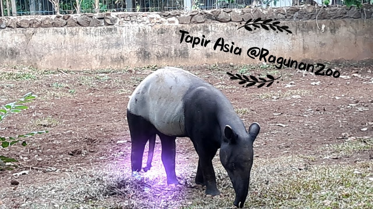 Pertama kali bertemu Tapir langsung - First met Tapir directly ...