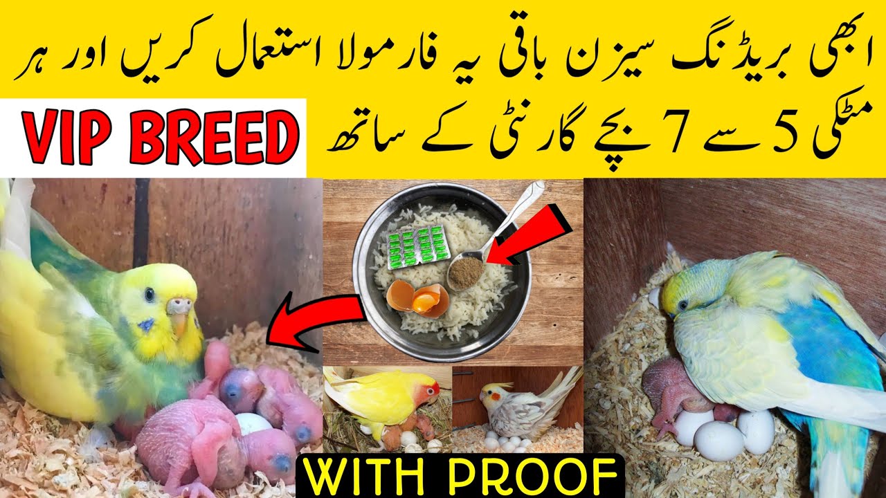 Birds breeding formula | budgies parrots natural breeding formula ...