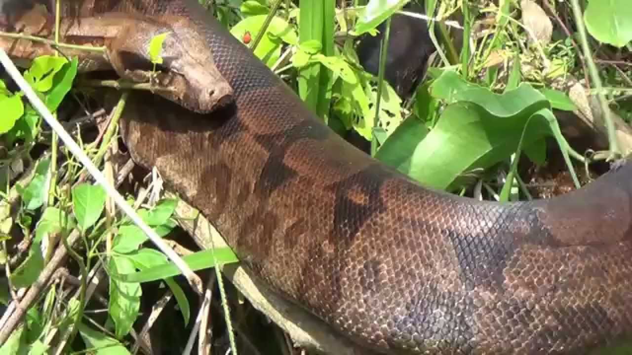 JIBOIA-CONSTRITORA serpente (BOA CONSTRICTOR), RED-TAILED BOA, COMMON ...
