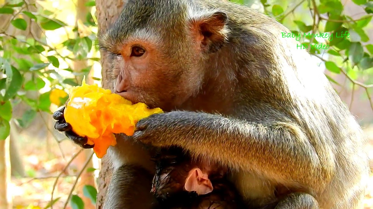 Monkey April try to eat baby try to get milk, April need many food for ...