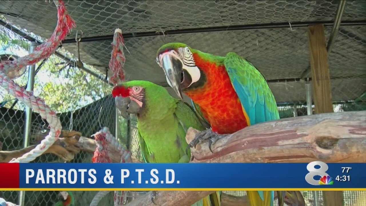 Parrots aid in PTSD therapy for veterans - YouTube